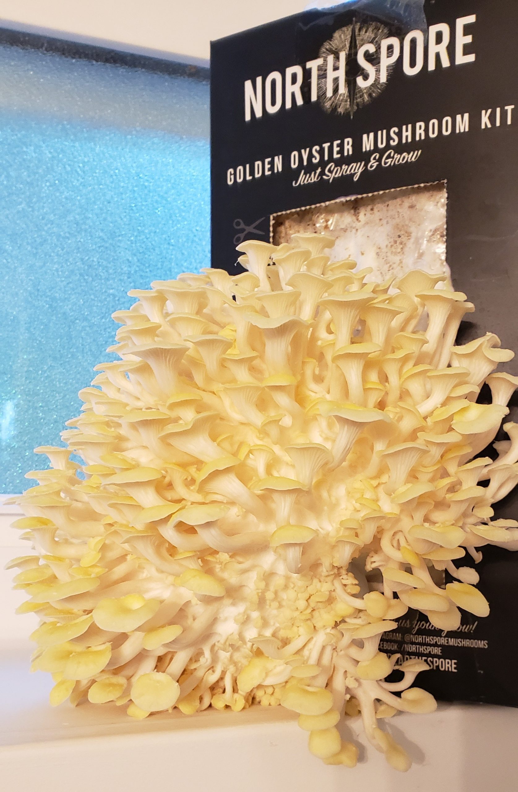 Fun with Fungi/North Spore homegrown mushroom kit.